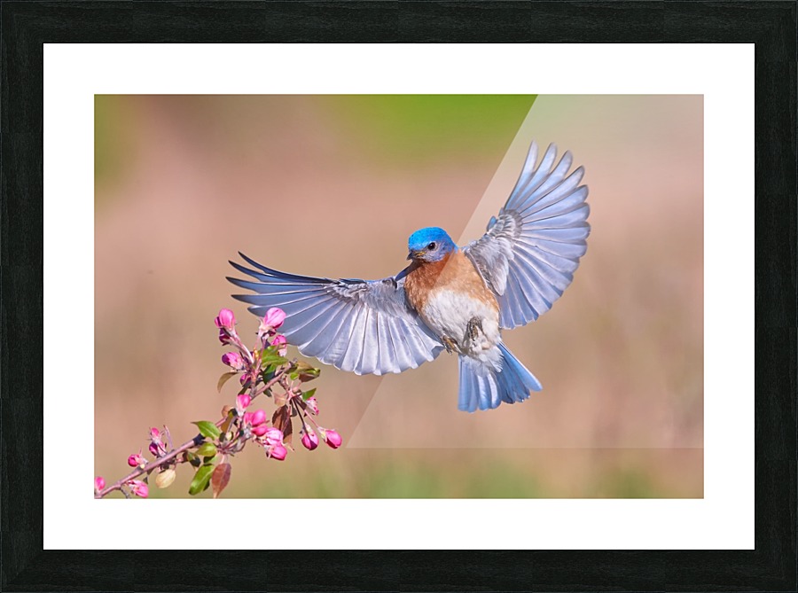 Colorful Spring by 1x Wall Art