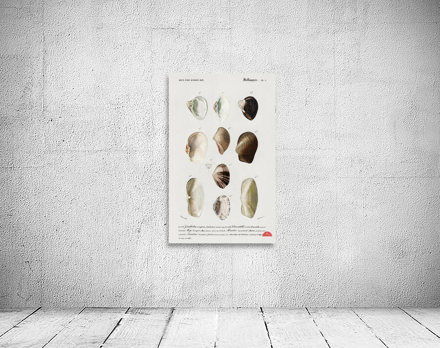 Different types of mollusks by IStockHistory com Wall Art