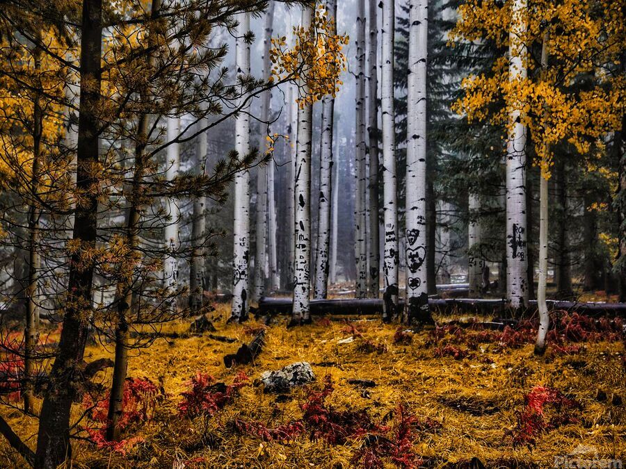 fall birch trees foreground