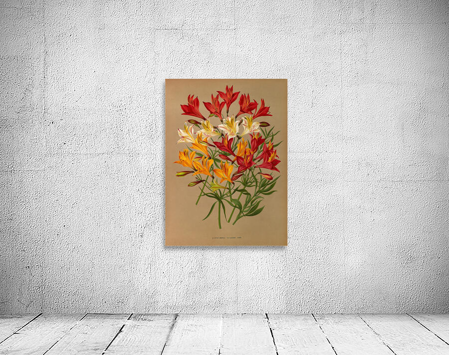 Arentine H Arendsen Alstroemeria Chilensis Varr 1872 by TOPARTGALLERY ...