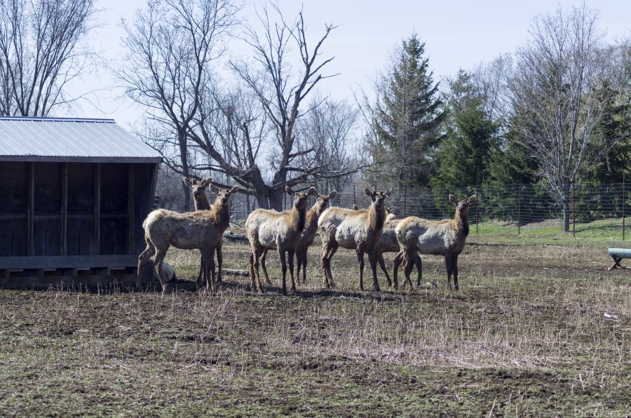 Elk Farm by Bob Corson Wall Art