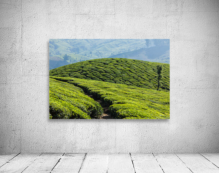 Green tea plantations in Munnar Kerala India by Dmitry Rukhlenko Wall Art