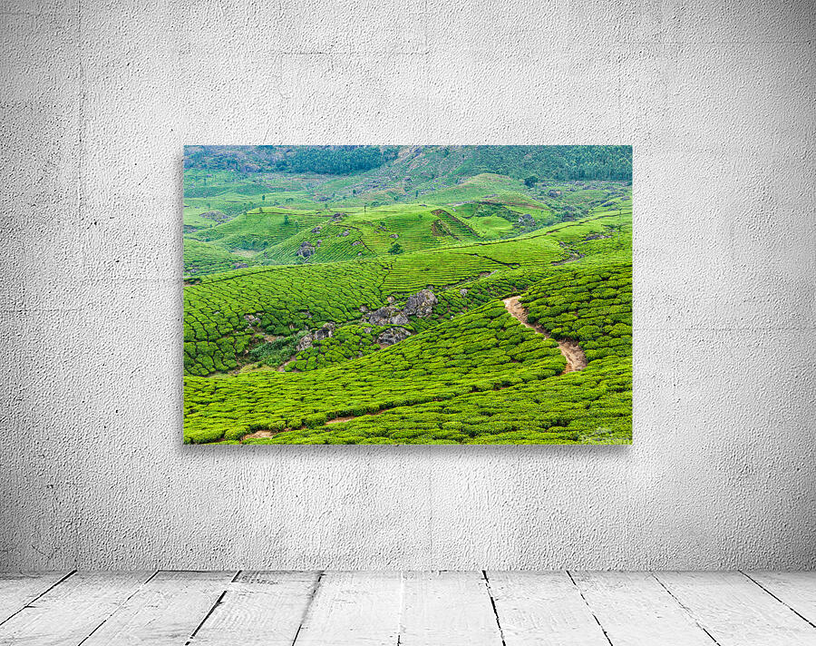 Green tea plantations in Munnar Kerala India by Dmitry Rukhlenko Wall Art