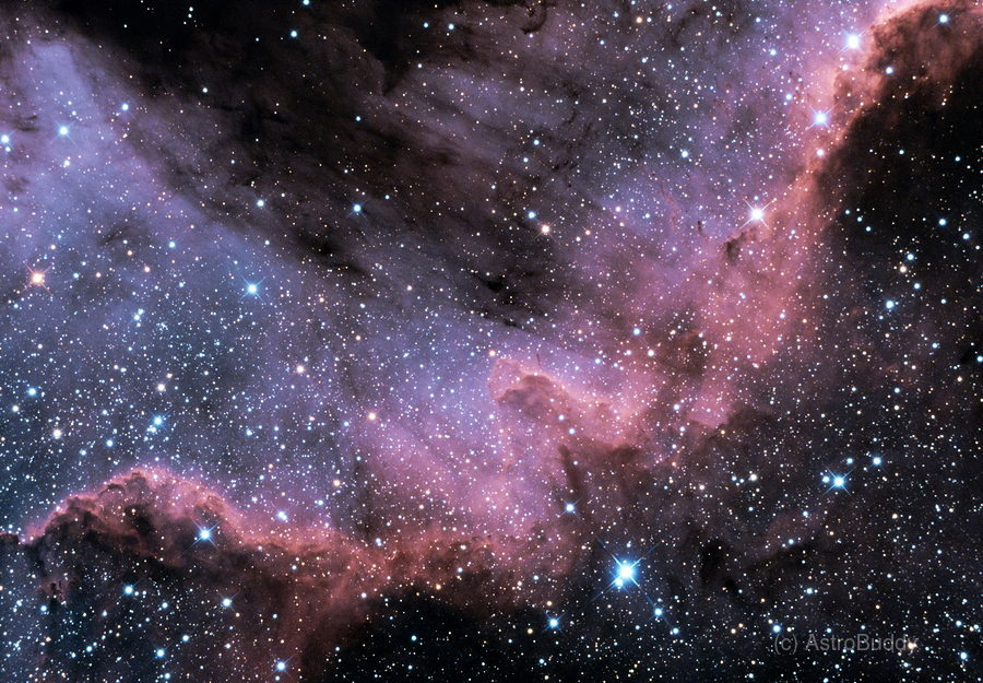 cygnus wall
