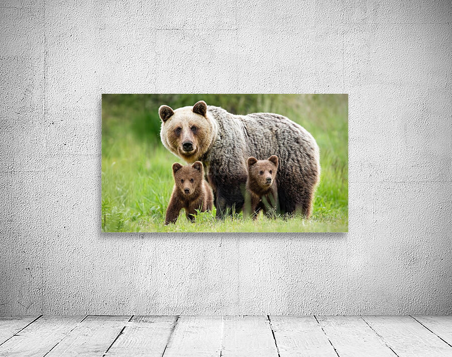 protective female brown bear standing close her two cubs by GrapyArt ...