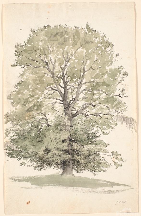 beech tree illustration