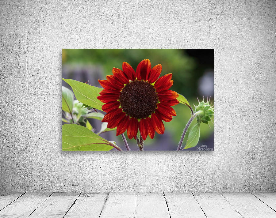 Red Sunflower - Radiant Symmetry by Chad Meyer Wall Art